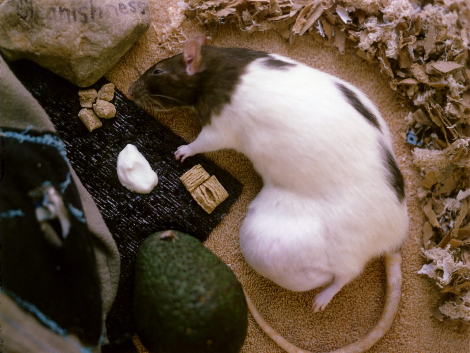 Warning Signs: 10 Tumor Symptoms in Hamsters