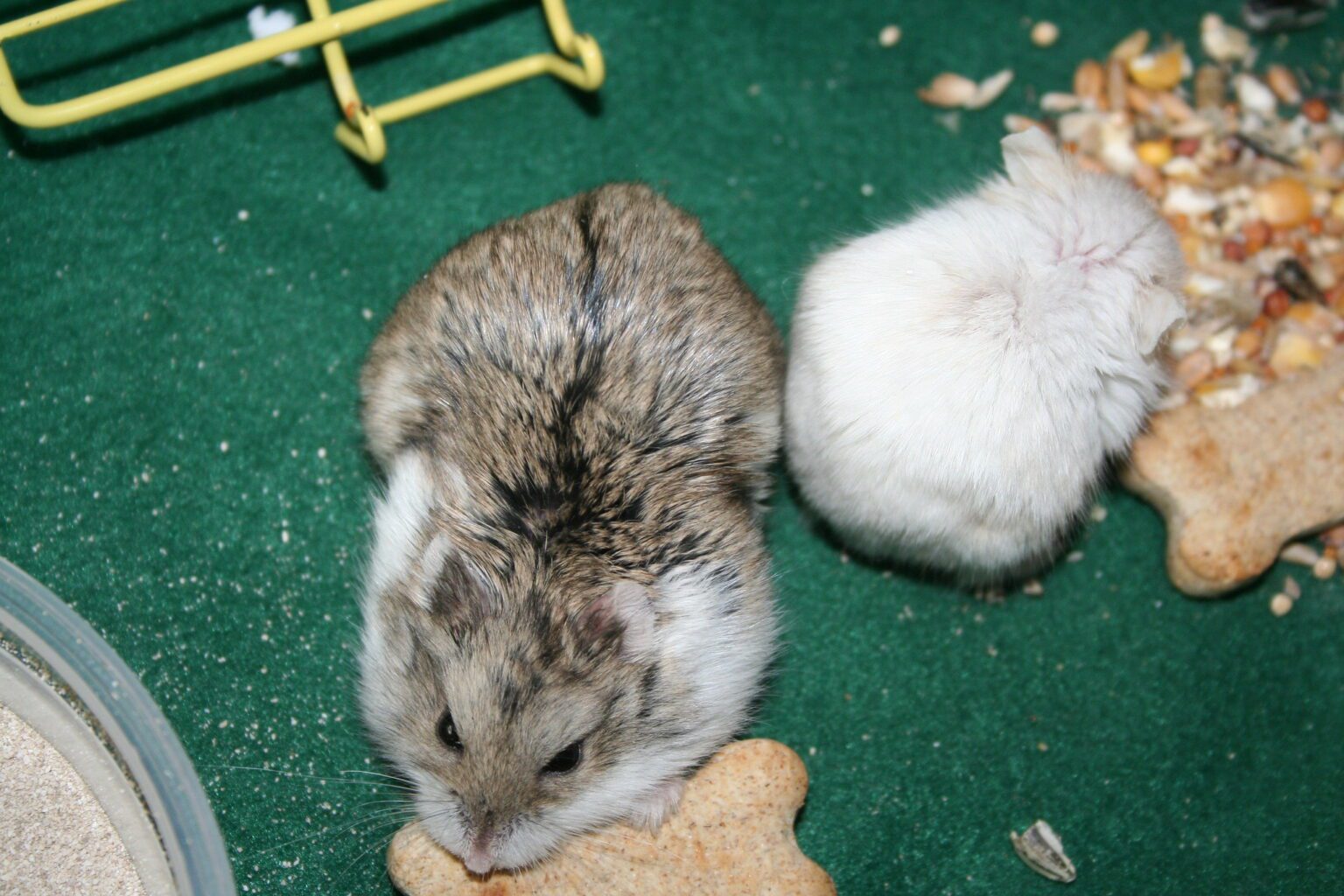 Warning Signs: 10 Tumor Symptoms in Hamsters