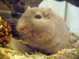 Warning Signs: 10 Tumor Symptoms in Hamsters