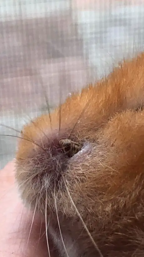 Why Is My Hamster's Nose Bleeding? (Explained!)