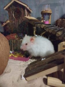 Why Is My Hamster's Nose Bleeding? (Explained!)