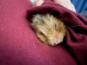 Why Is My Hamster's Nose Bleeding? (Explained!)