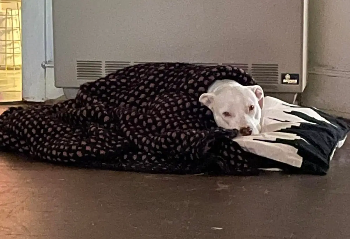 10 Signs Your Dog Ate a Grape (Grape Poisoning Symptoms)