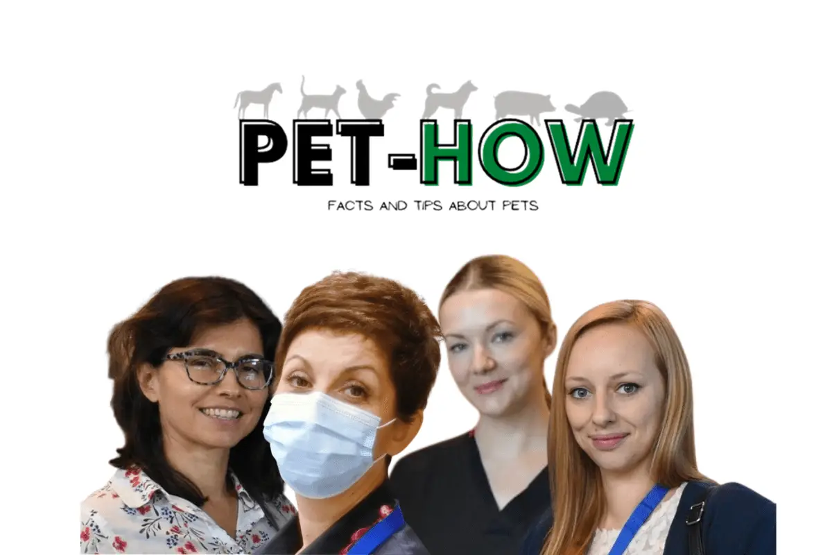 How To Check a Dog's Lymph Nodes