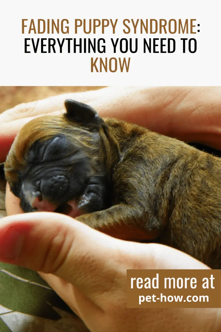 Fading Puppy Syndrome: Everything You Need To Know