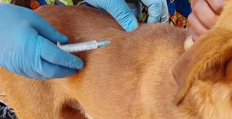 How To Give Your Diabetic Dog Insulin Injections (Vet Explained)