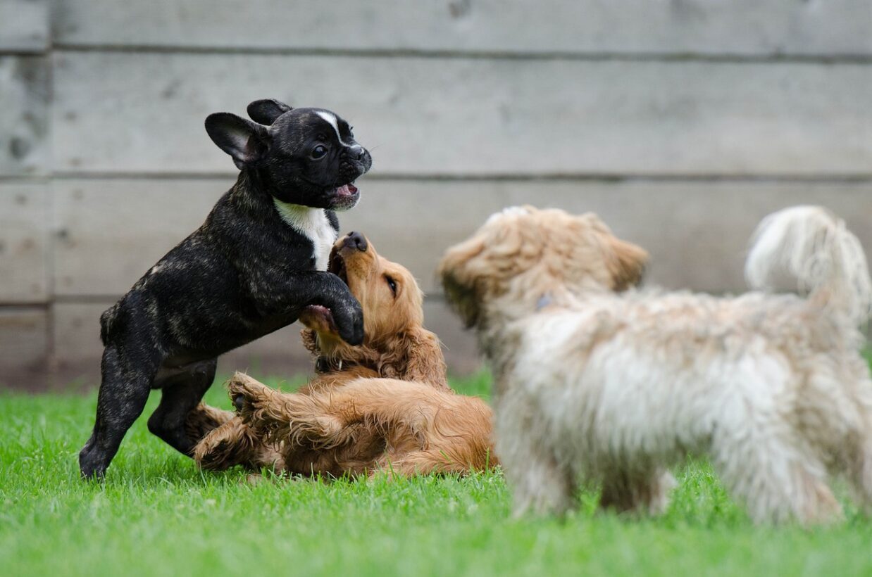 5 Reasons Why Your Dog Is Always Biting You