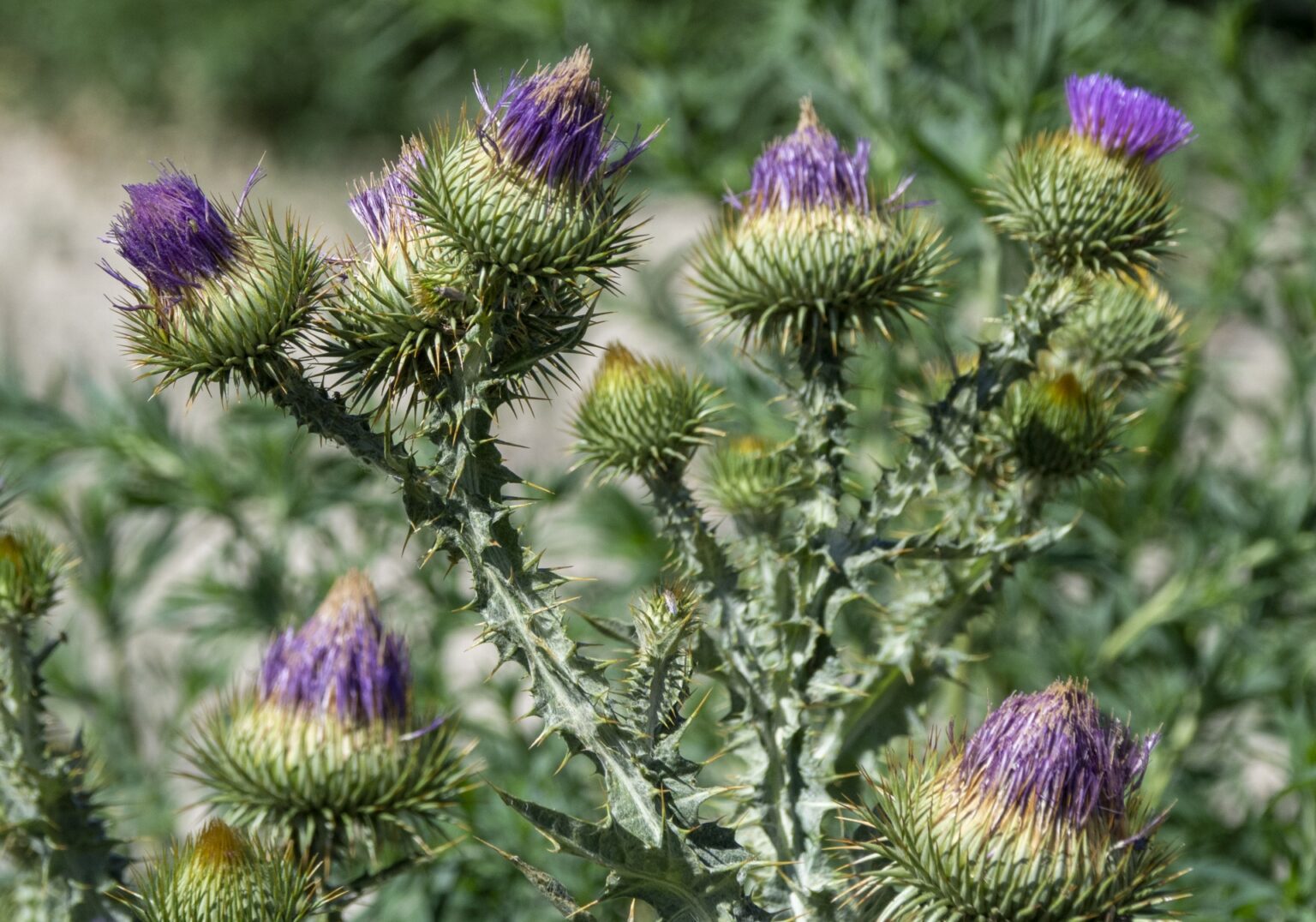 Can Dogs Eat Cardoon? Is This Unique Veggie Safe For Your Dog?