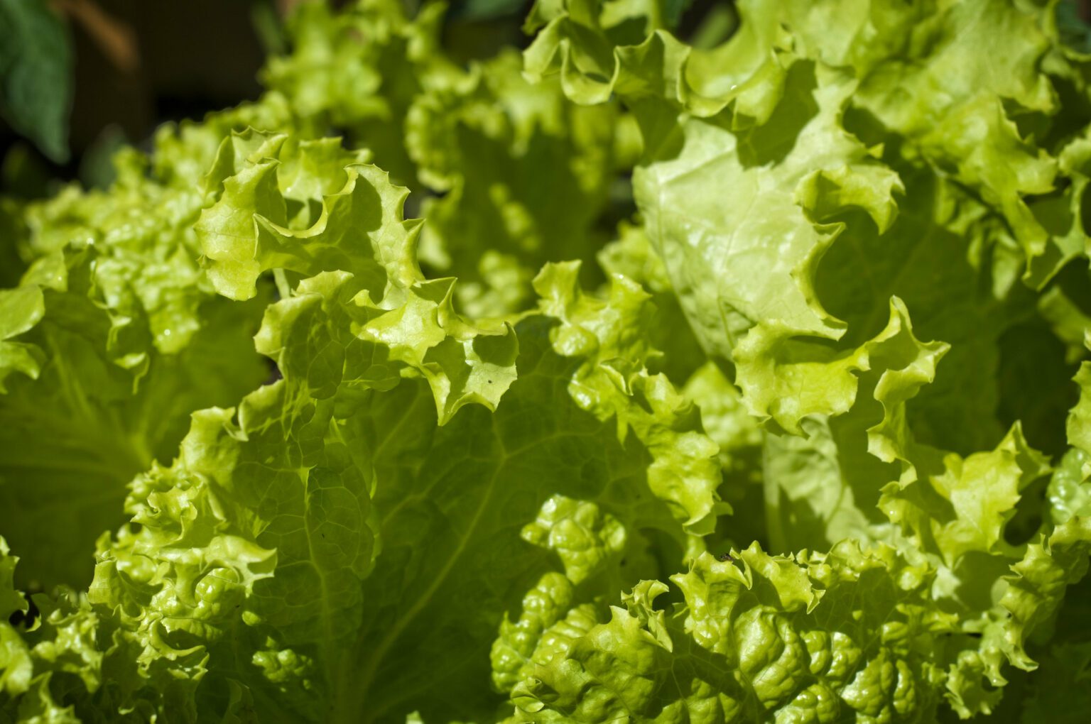 Can Dogs Eat Lettuce? The Leafy Green That's Canine-Approved