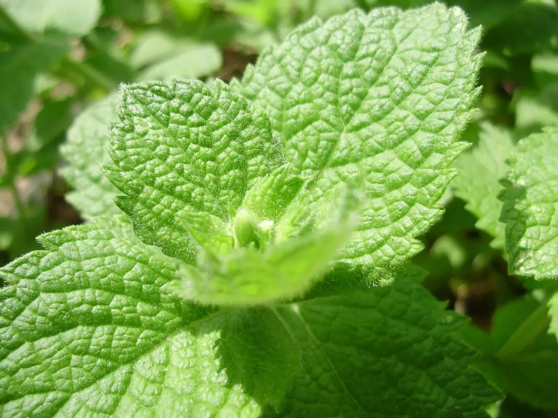 Can Dogs Eat Mint? Freshen Up Your Pup's Breath