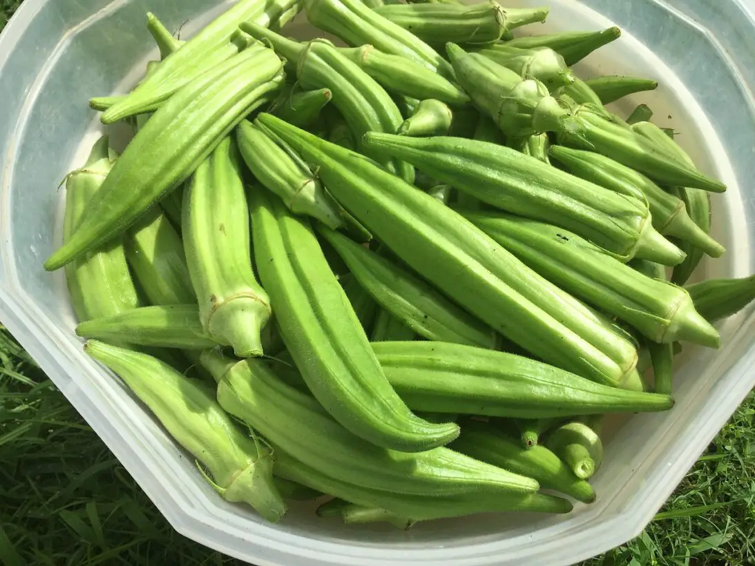 Can Dogs Eat Okra? A Safe and Nutritious Choice For Dogs
