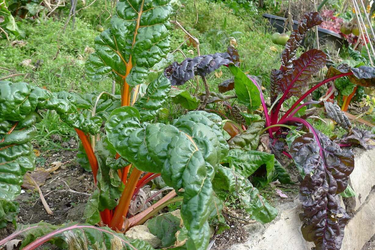 Can Dogs Eat Swiss Chard? Debunking The Swiss Chard Mystery
