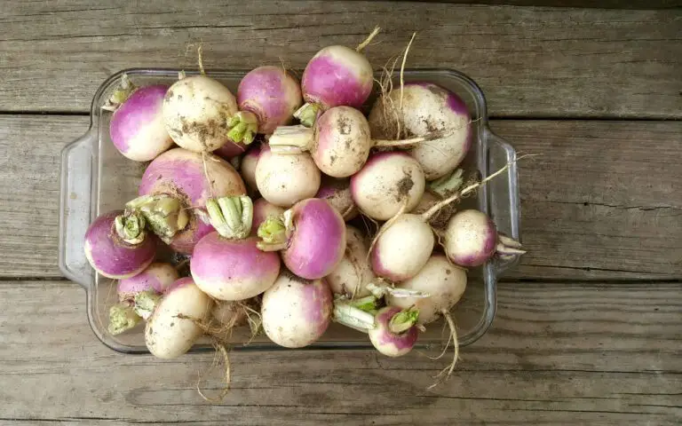 Can Dogs Eat Turnips? Unveiling The Pros and Cons of This Veggie Delight