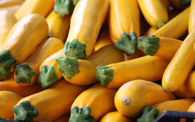 Can Dogs Eat Yellow Squash? A Healthy Addition To Your Dog's Diet!