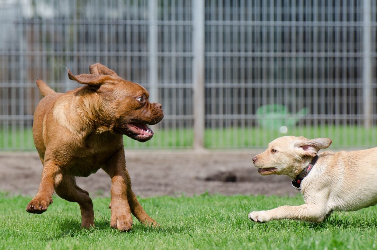 Dog Boarding 101: Everything You Need To Know!