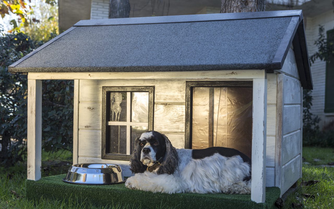 Dog Boarding 101: Everything You Need To Know!