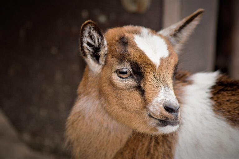Are Goats Smart?