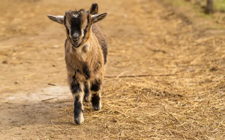 Are Goats Smart?