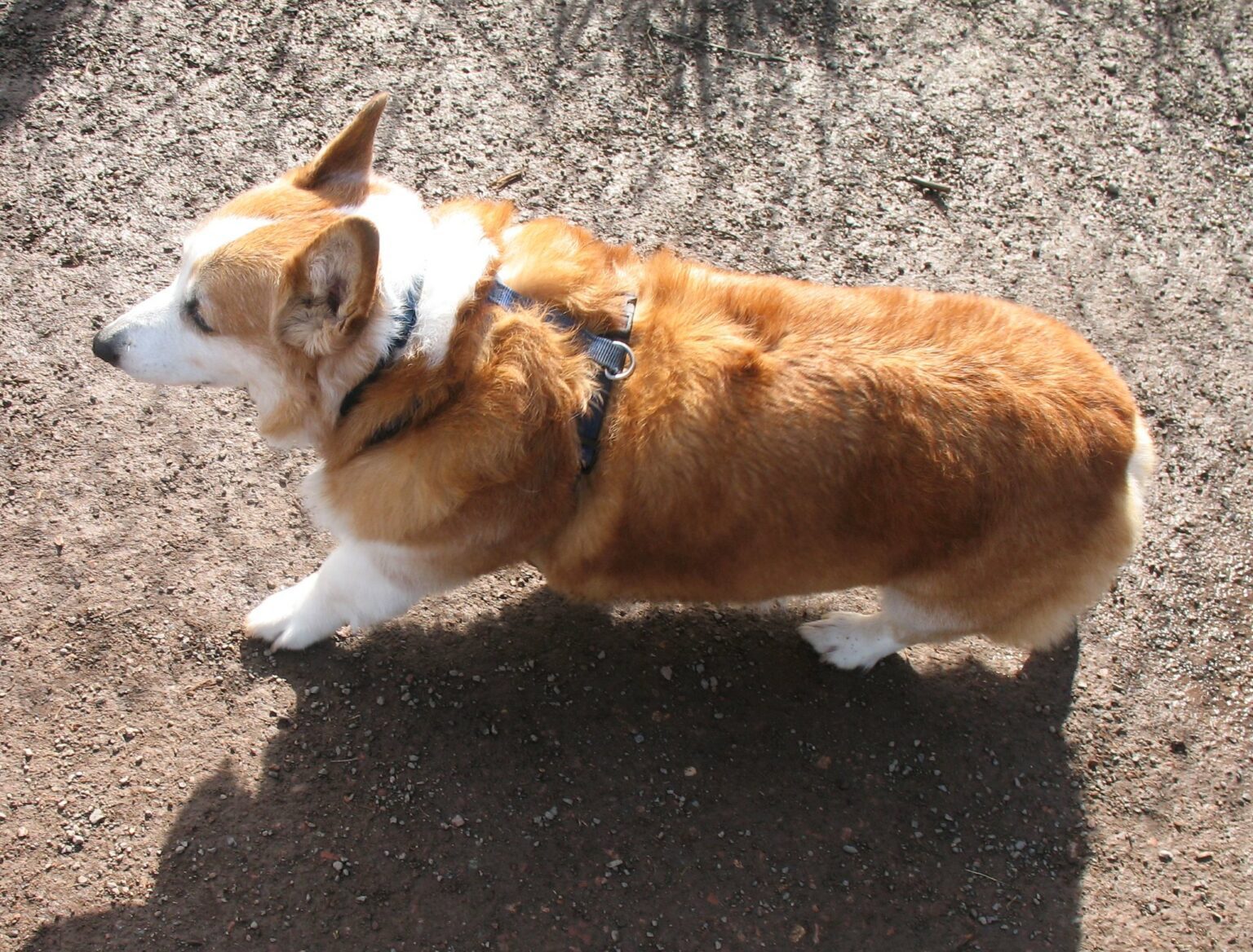 Do Dogs Give Birth At Night?