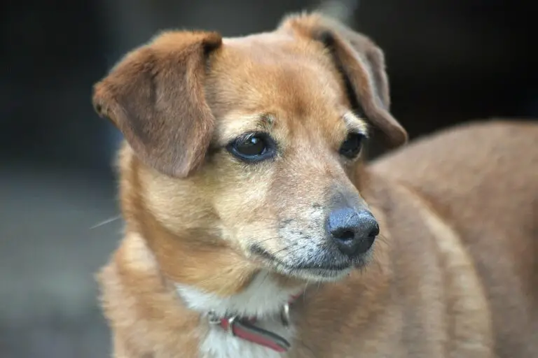 Does a Dog Stop Bleeding After Mating