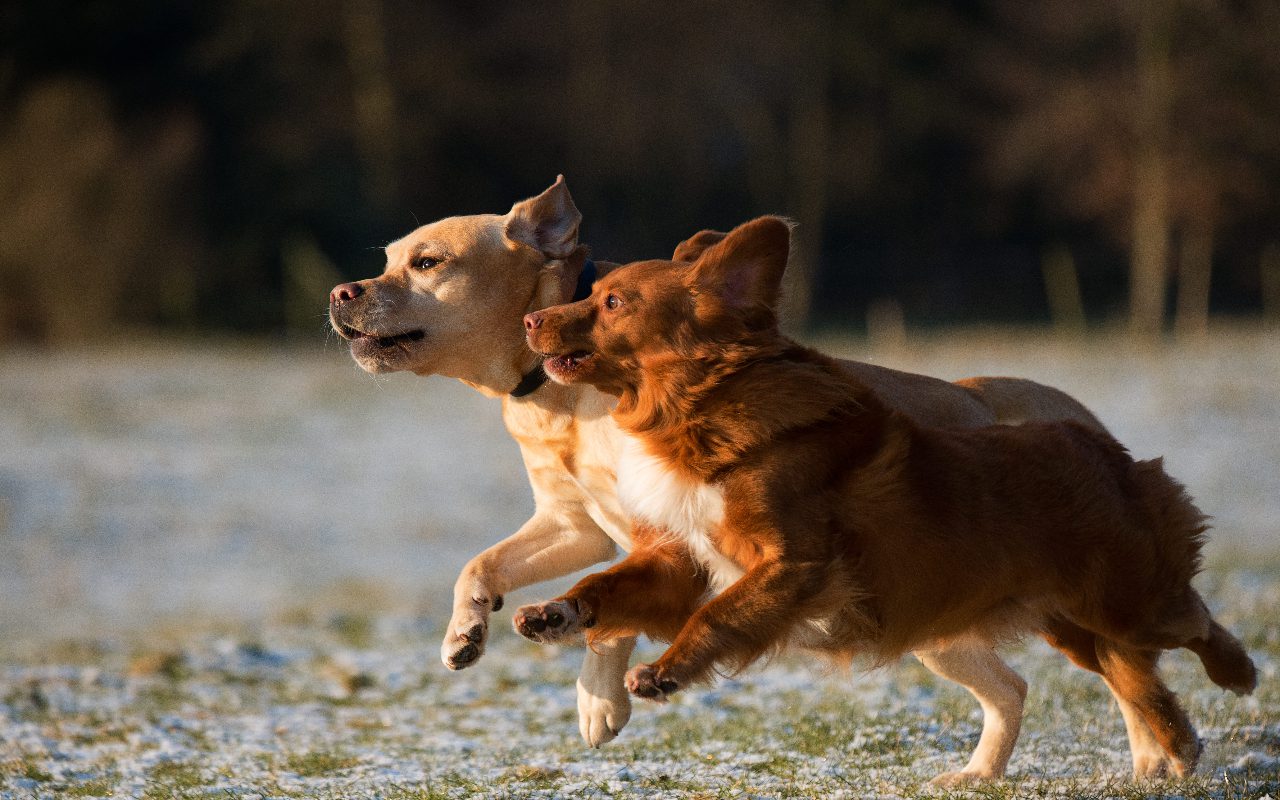 How To Breed a Dog For The First Time - Complete Guide