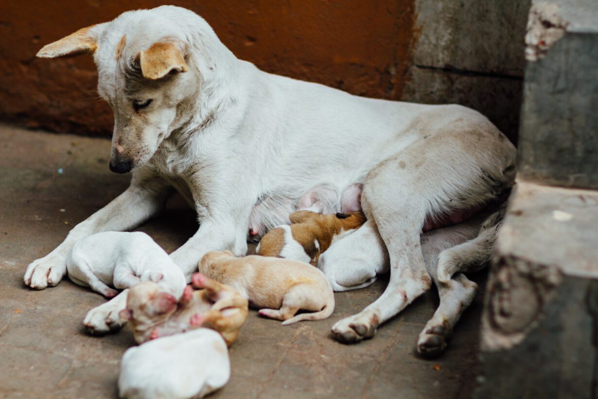 How To Identify and Treat Milk Flow Issues in Nursing Dogs