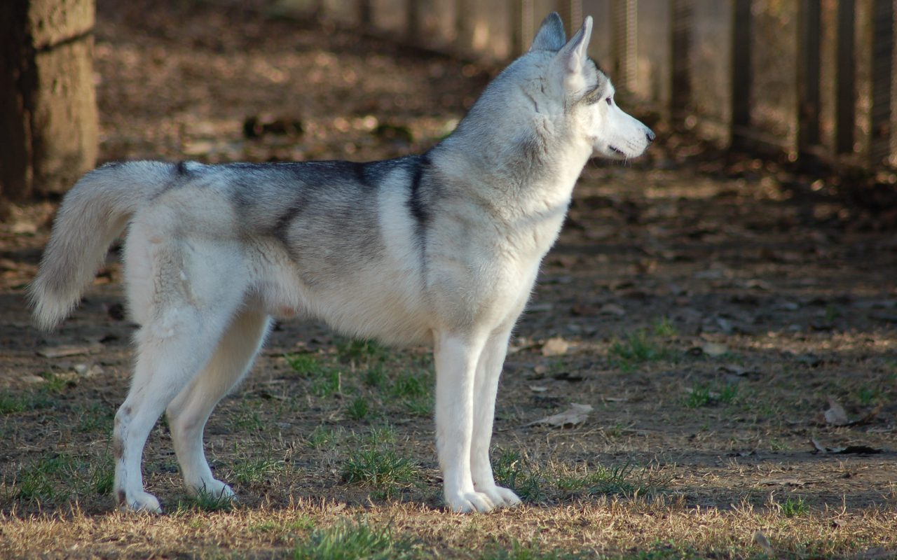 15 Dog Breeds That Can Sleep Outside