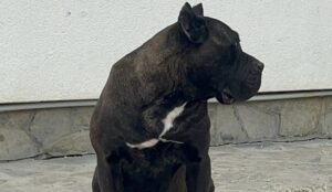Are Cane Corso Dangerous?