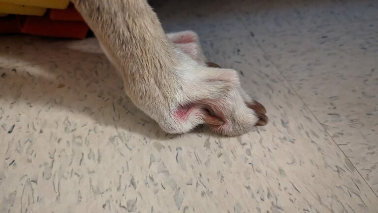 Can a Dog Break a Toe?
