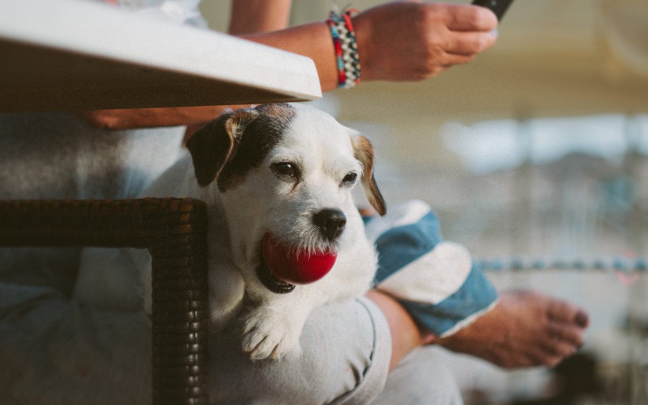 Can a Dog Sense When You're About To Go Into Labor