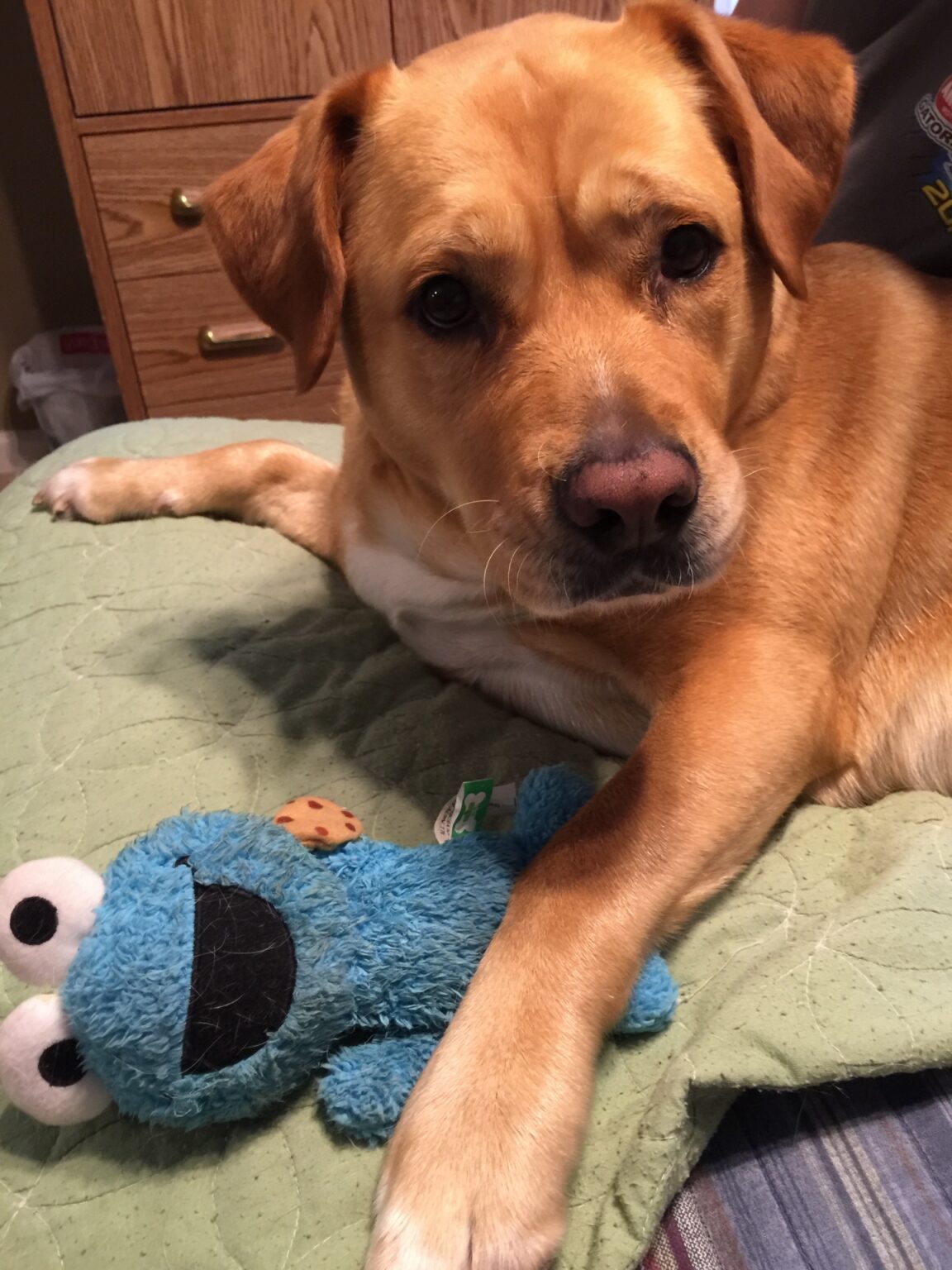 How To Improve Dogs Brain Function