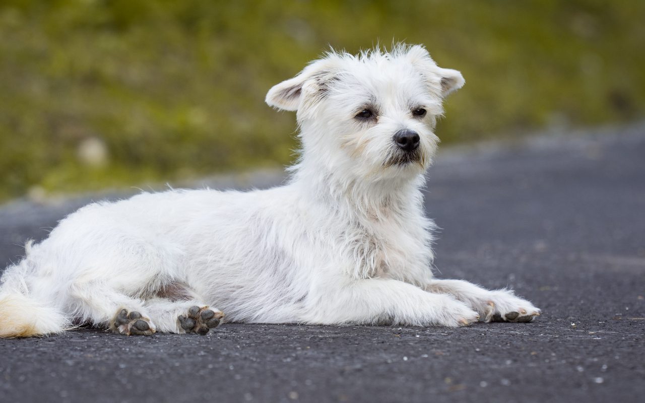 Small Dog Breeds: Everything You Need To Know