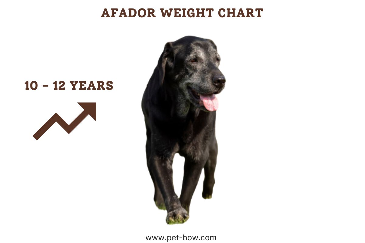 Afador | Health, Grooming, Exercise, Training, and Nutrition Information