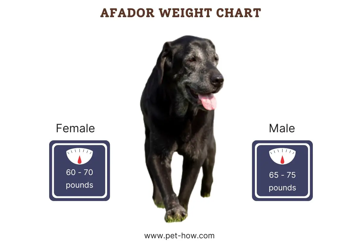 Afador | Health, Grooming, Exercise, Training, and Nutrition Information