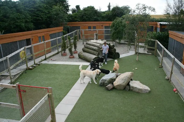 At What Age Can Dogs Go To Kennels: Key Facts & Tips for Owners