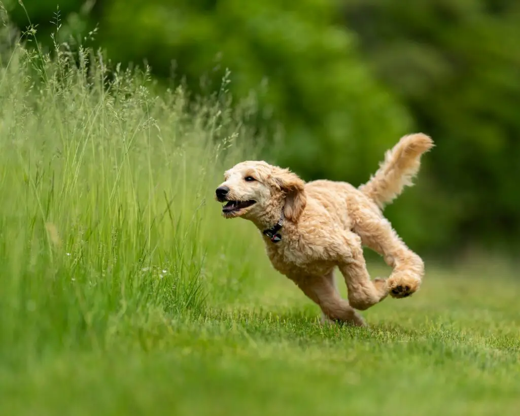 At What Age Is A Dog Most Active? Find Out Now!