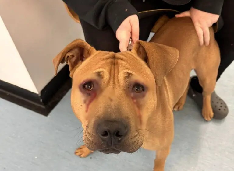 Can A Dog Lymph Node Burst?