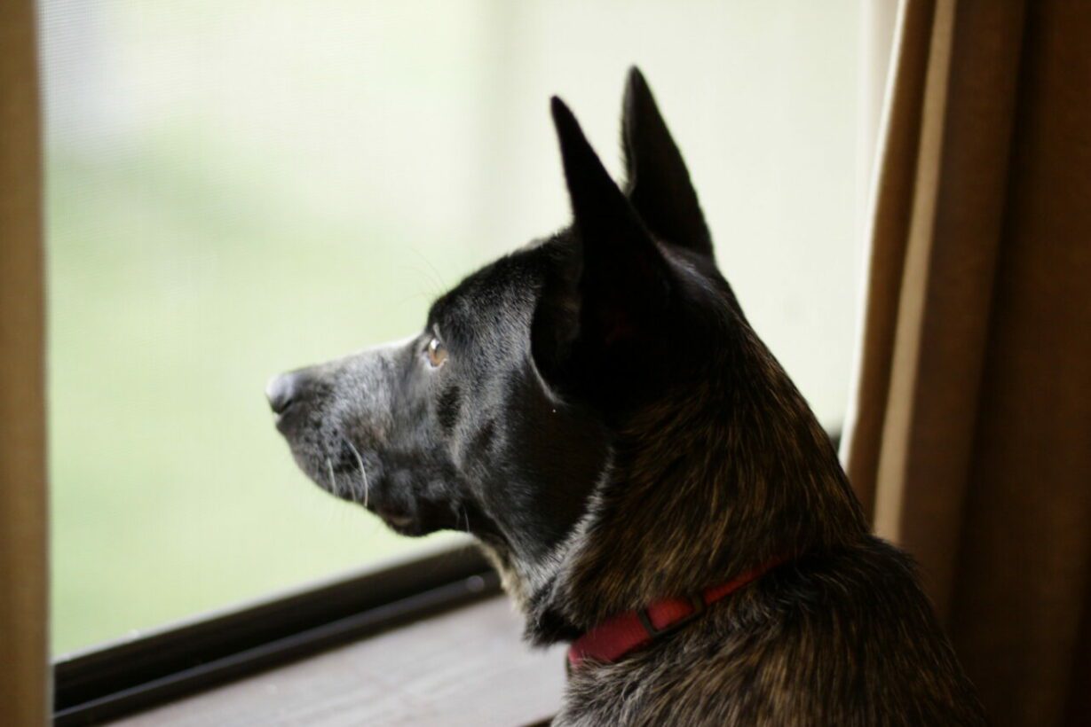 Can Dogs Recover From Rabies?