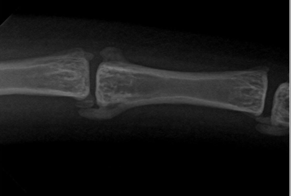 Do Dog Tails Break? Signs and Treatment