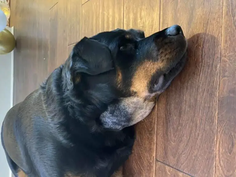 How Big Are Dog Lymph Nodes?