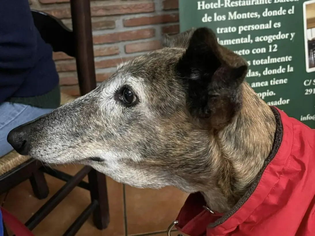 How To Find Dog Lymph Nodes [Complete Guide]