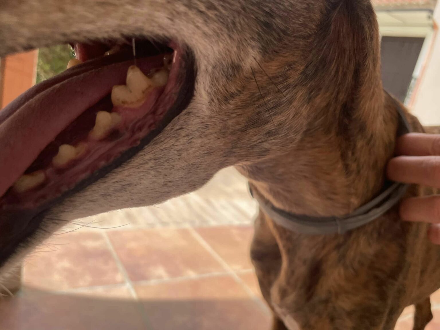 How To Reduce Dog Lymph Node Swelling