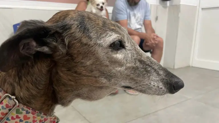 How To Reduce Dog Lymph Node Swelling