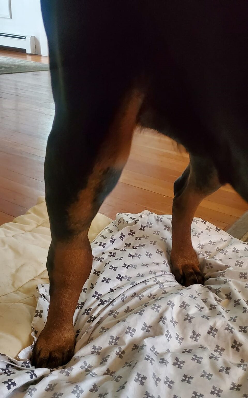 Inguinal Lymph Nodes In Dogs: Causes, Symptoms, and Treatment