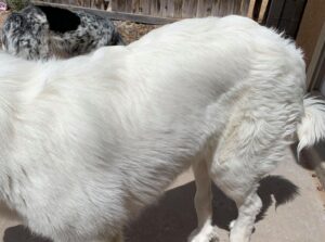 Medial Iliac Lymph Nodes In Dogs: Causes, Symptoms, and Treatment