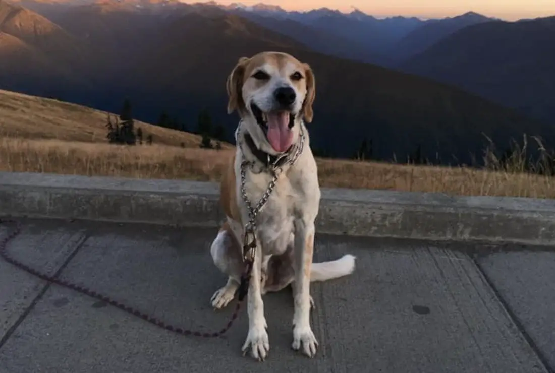 Prescapular Lymph Nodes In Dogs: Causes, Symptoms, and Treatment