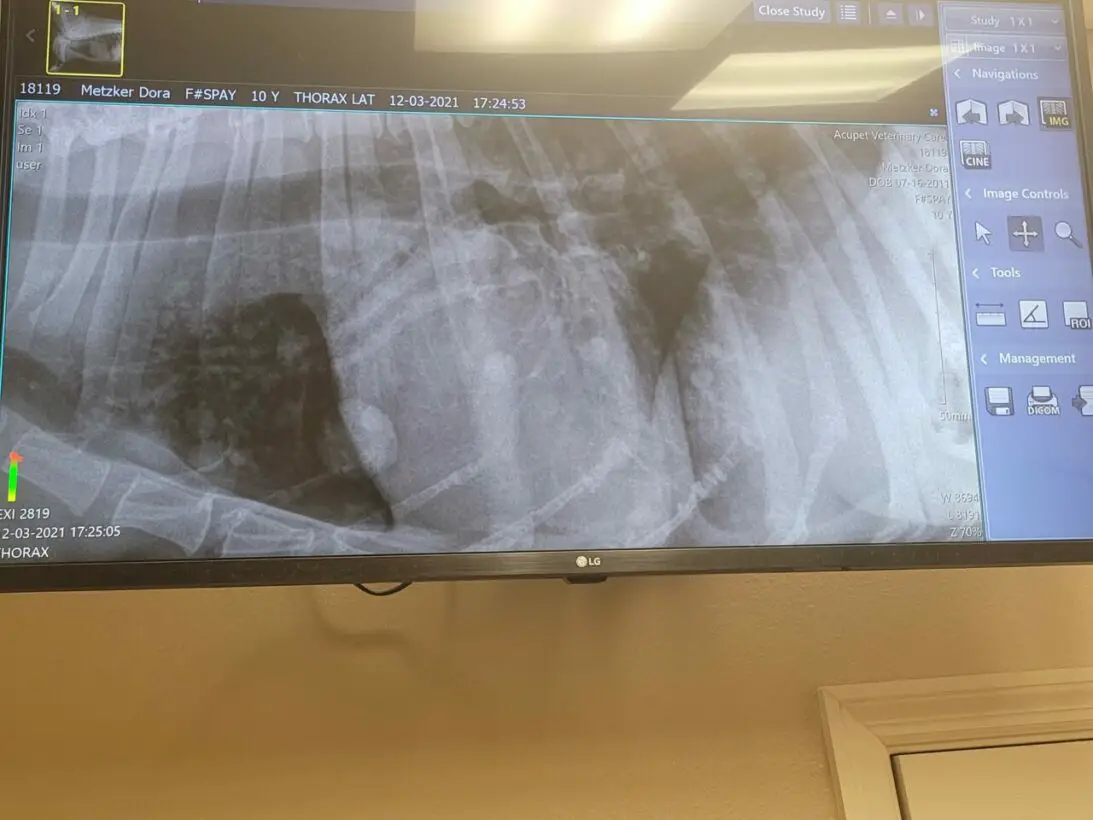 Sublumbar Lymph Nodes In Dogs: Causes, Symptoms, and Treatment