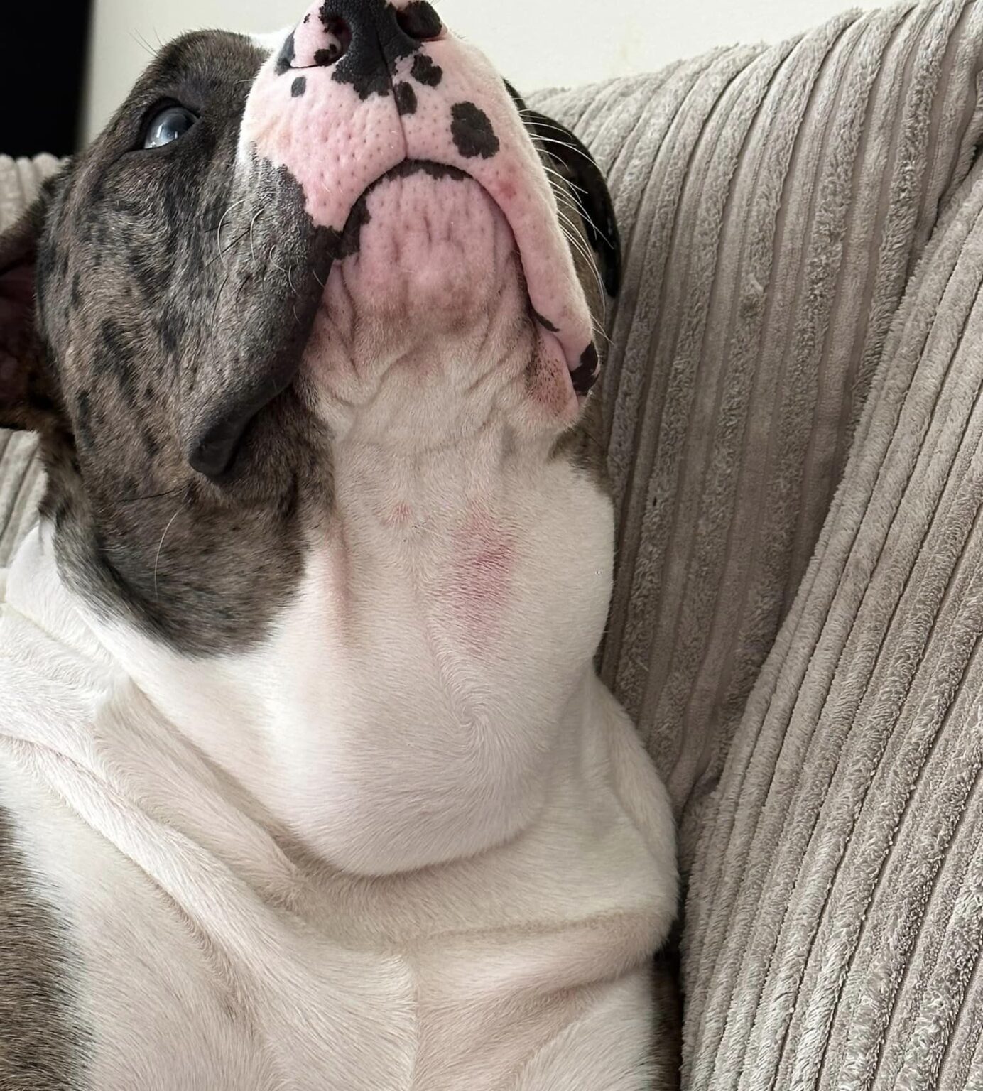 Ventral Superficial Cervical Lymph Nodes In Dogs