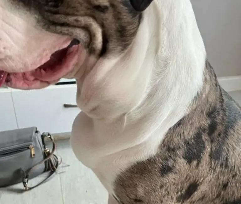 Ventral Superficial Cervical Lymph Nodes In Dogs