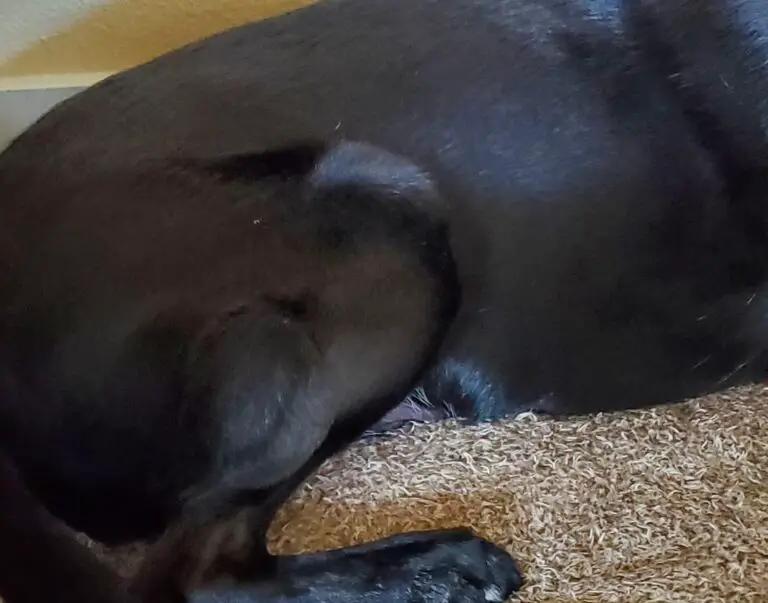 Popliteal Lymph Nodes In Dogs - Causes, Symptoms, and Treatment